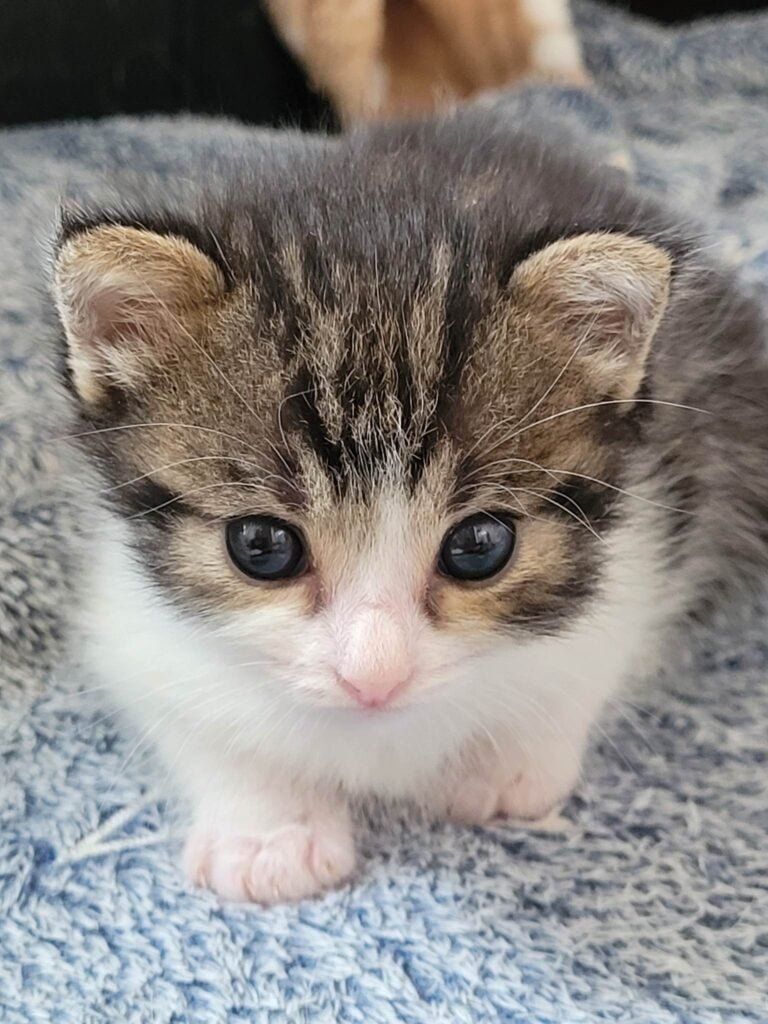 Chat Libre Dijonnais - Adopter